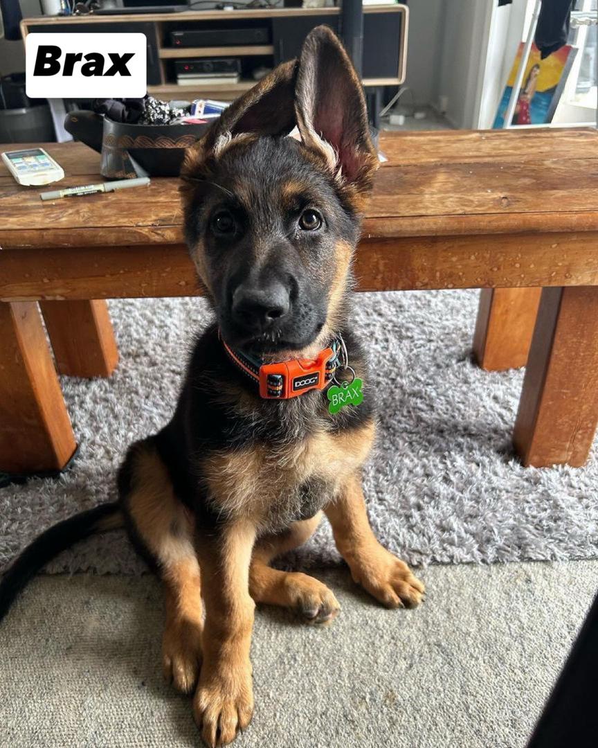 Brax - Michael Canine Haven – Adoption & Accessories | Where Every Dog ...