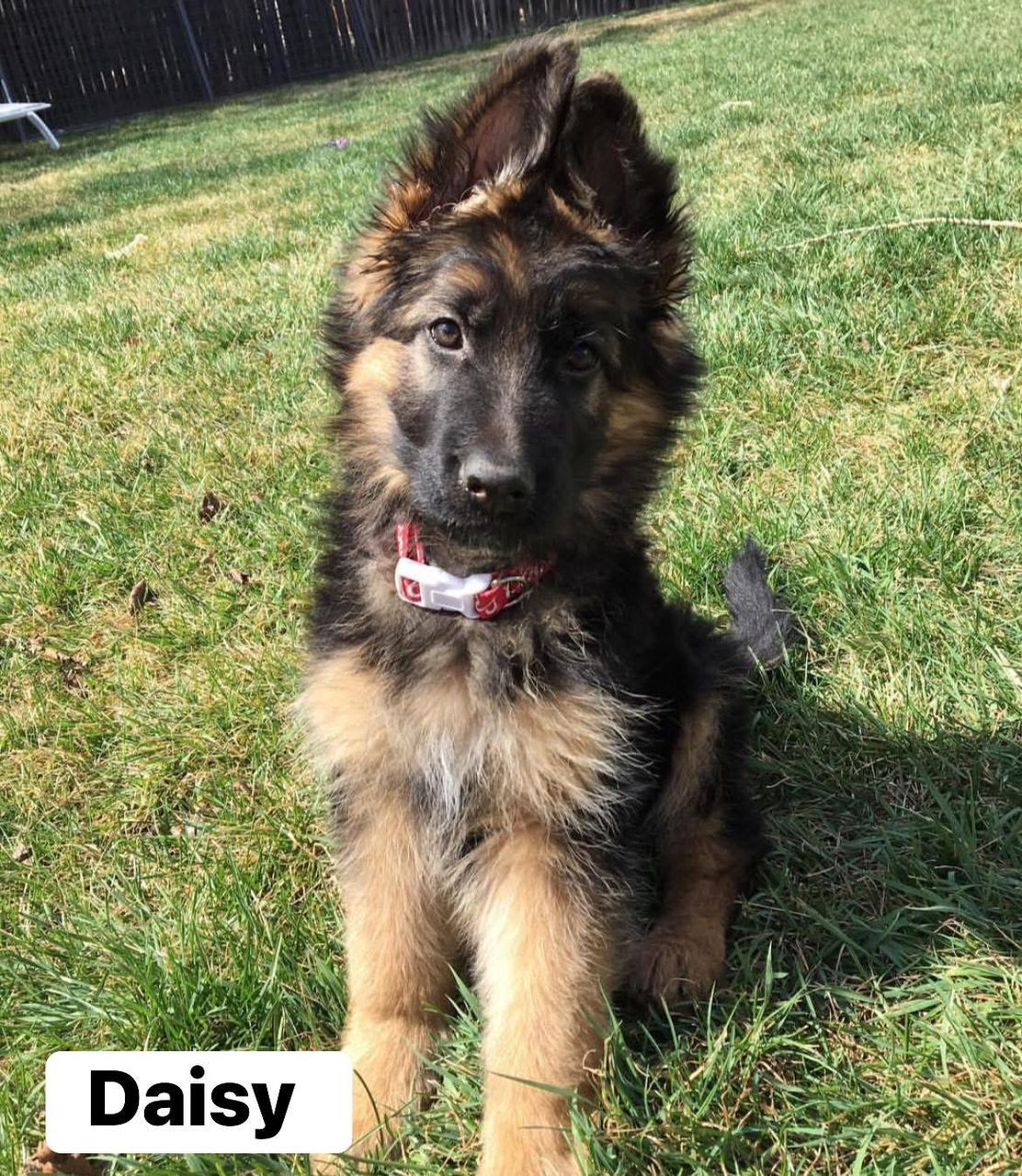 Daisy - Michael Canine Haven – Adoption & Accessories | Where Every Dog ...